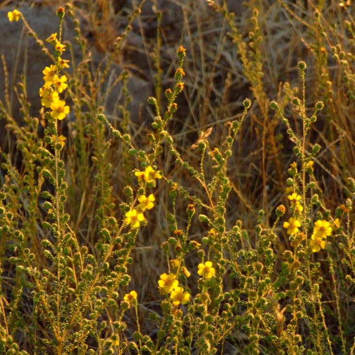 Friends of Springtown Preserve – Citizens Helping Increase Awareness ...