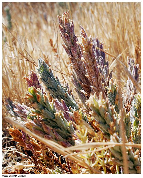 Partners – Friends of Springtown Preserve